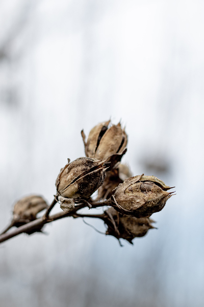 Száraz termés - Vászonkép Nyomda